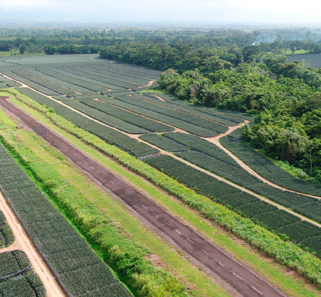 Grupo Acón – Piñas, bananos, frutas de exportación producidas en Costa Rica