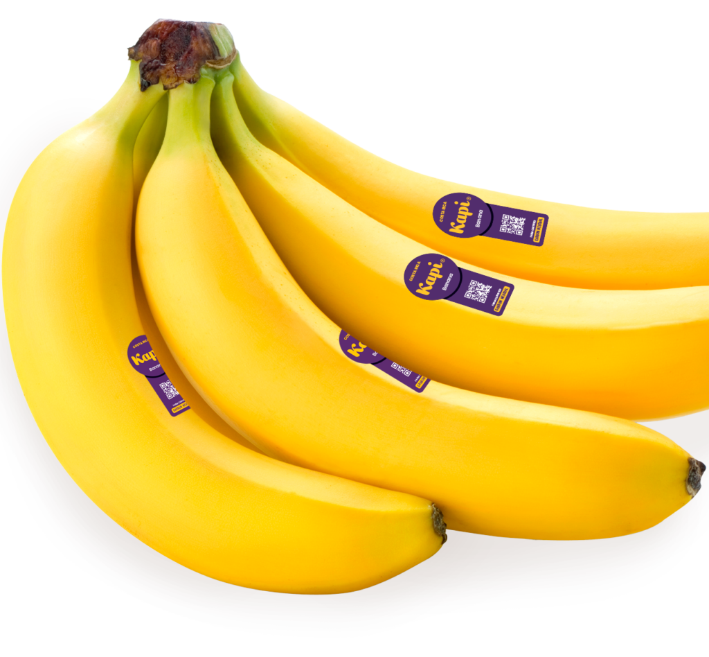 Grupo Acón – Piñas, bananos, frutas de exportación producidas en Costa Rica